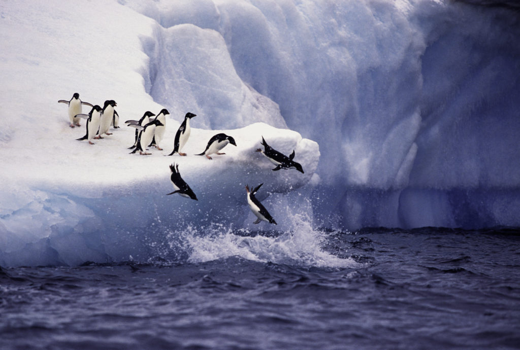 Penguins on an Iceberg | The Quiet Workplace